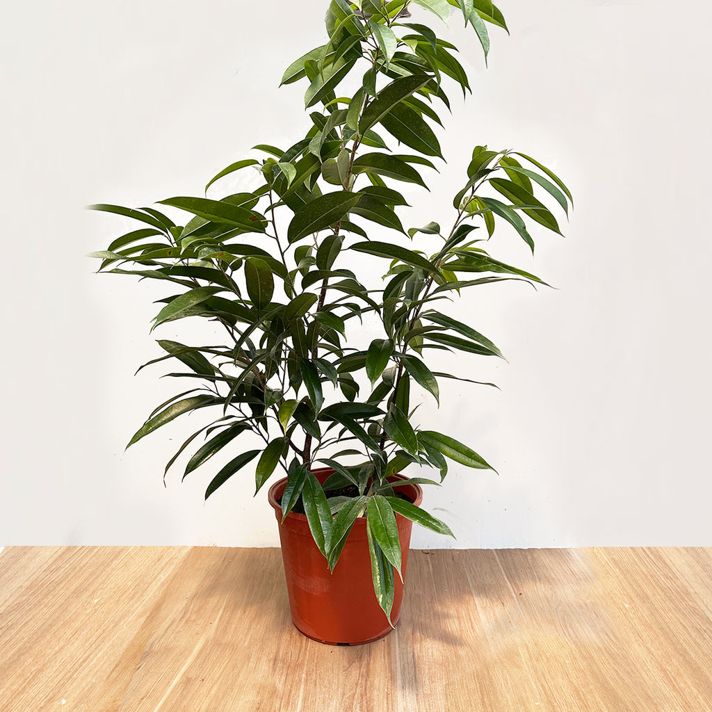 Ficus Alli – lepotit